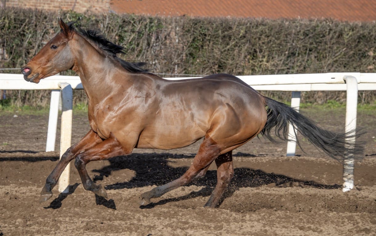 Equine Influenza Update - Ruth Carr Racing