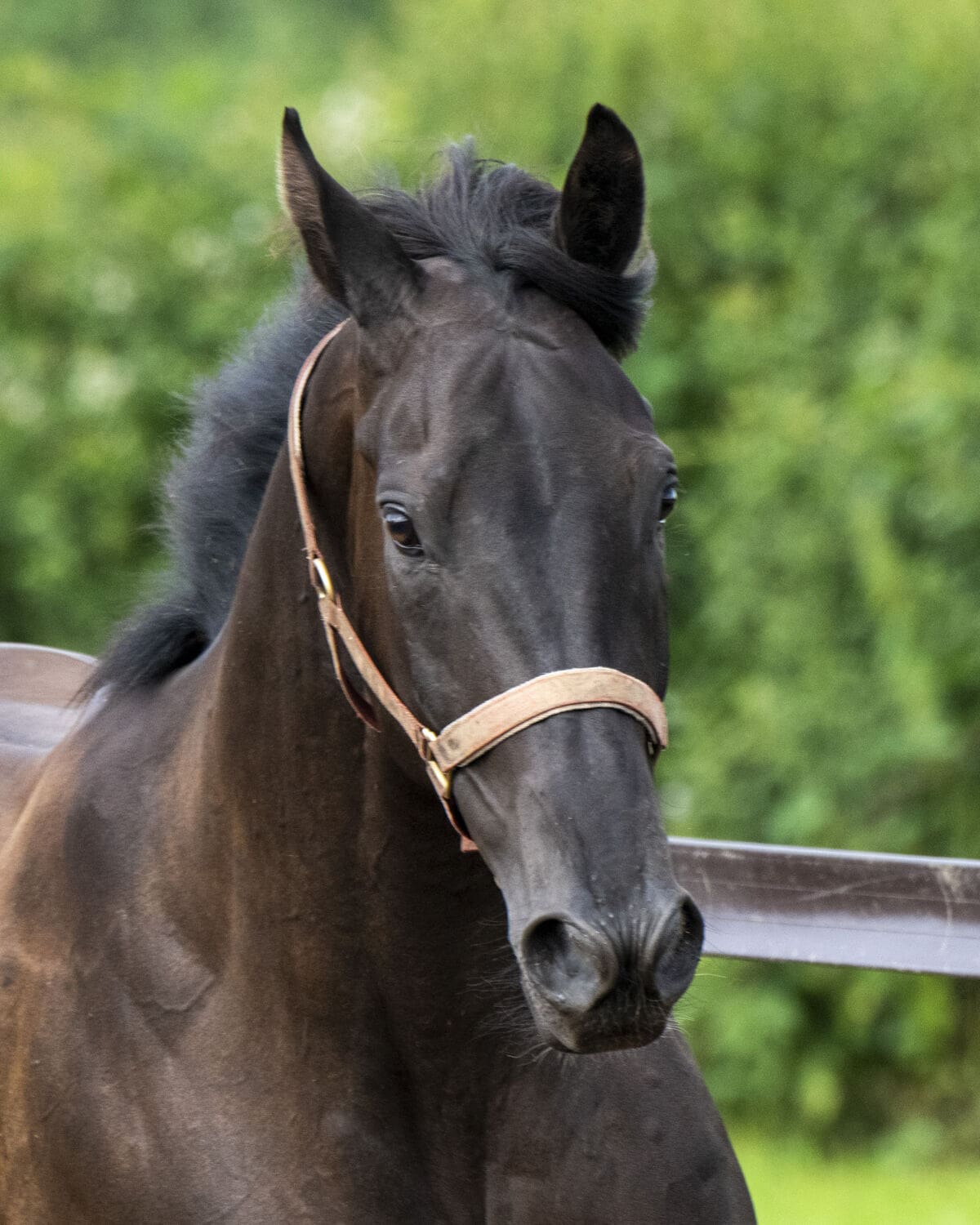 Summer Mornings on the gallops and paddocks - July 16th 2021 - Ruth ...