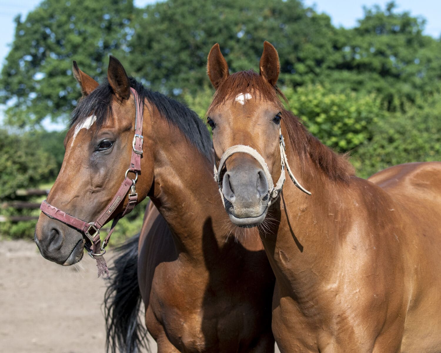 Summer Mornings on the gallops and paddocks - July 16th 2021 - Ruth ...