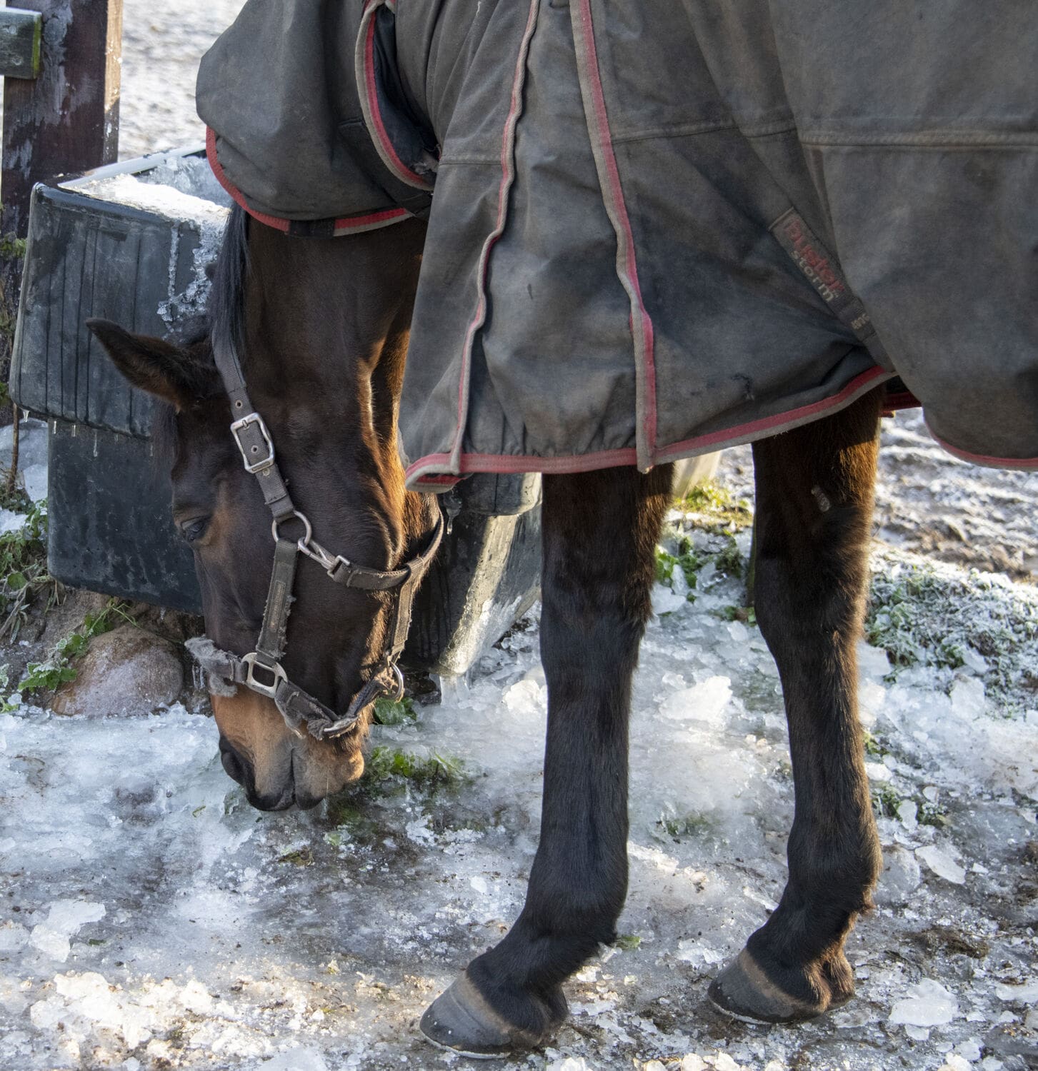 A Frosty December Morning - 17th December 2022 - Ruth Carr Racing