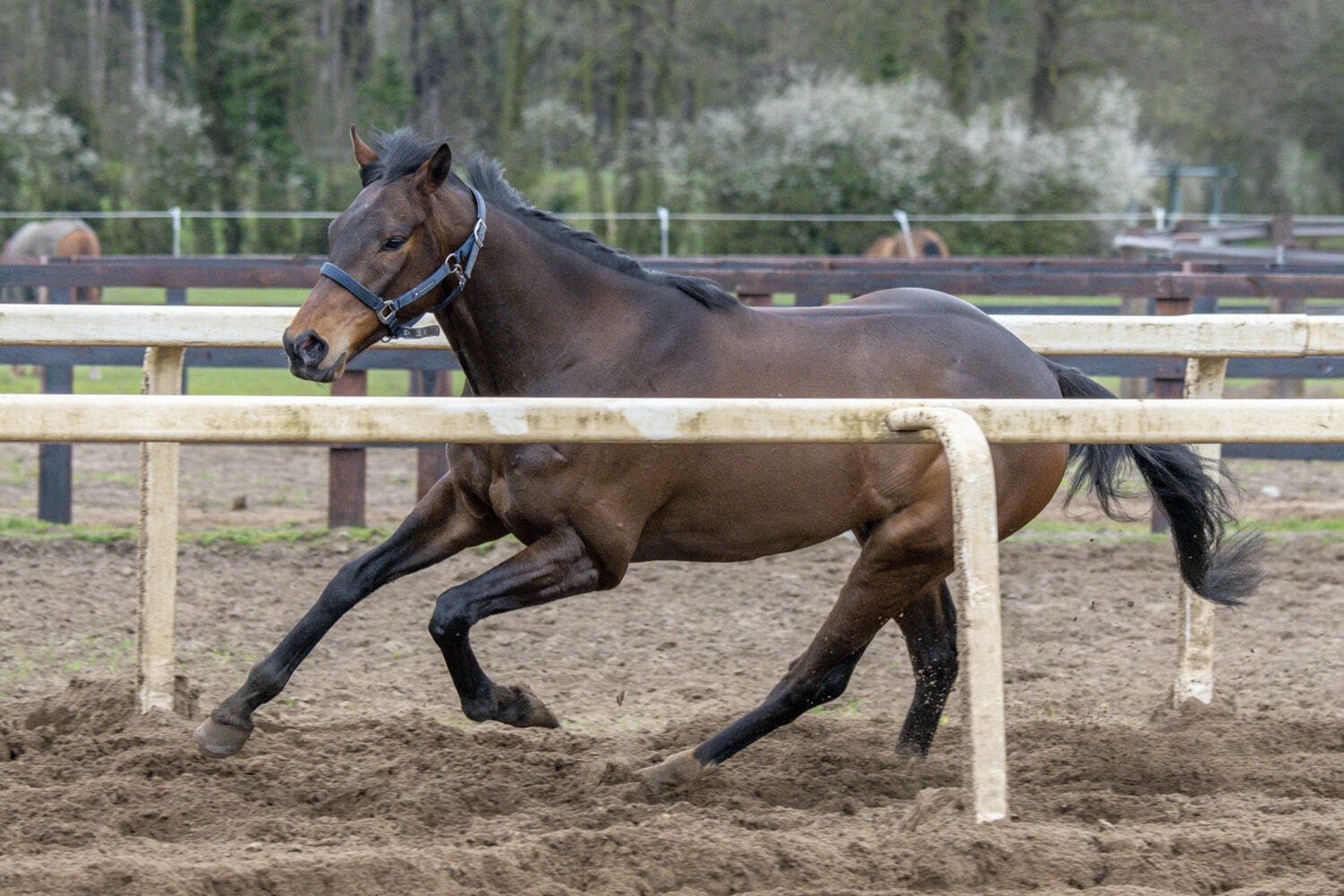Clear Cut Racing Open Morning - 1st April 2023 - Ruth Carr Racing