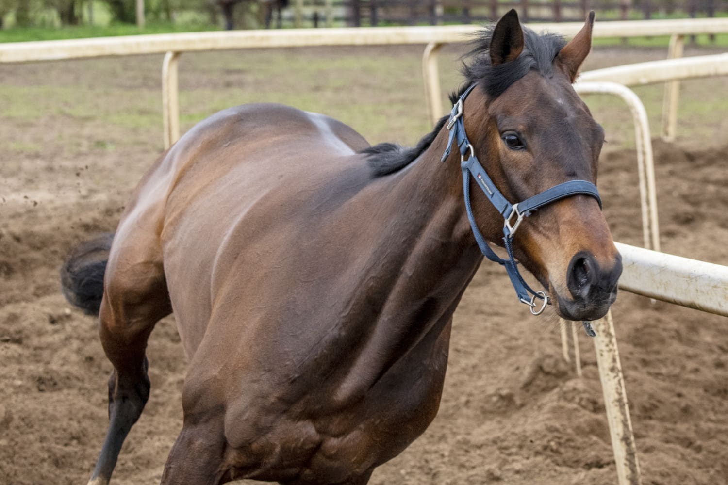 Clear Cut Racing Open Morning - 1st April 2023 - Ruth Carr Racing