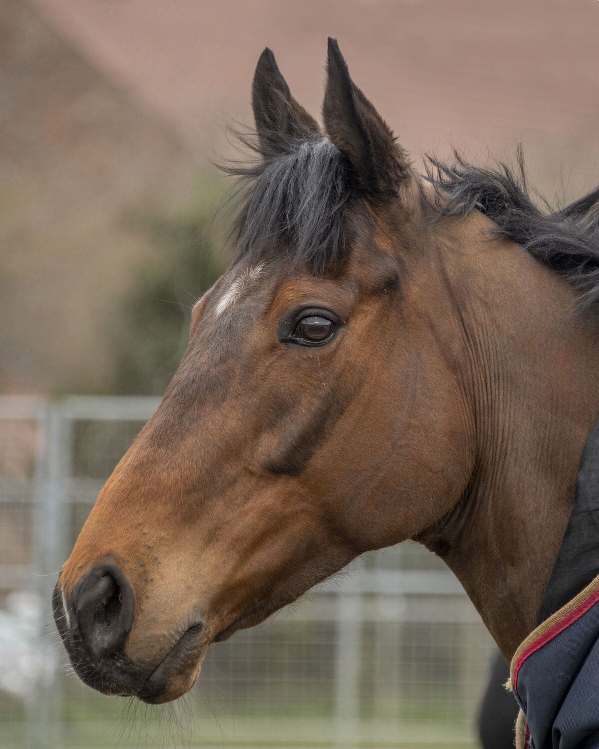 Clear Cut Racing Open Morning - 1st April 2023 - Ruth Carr Racing