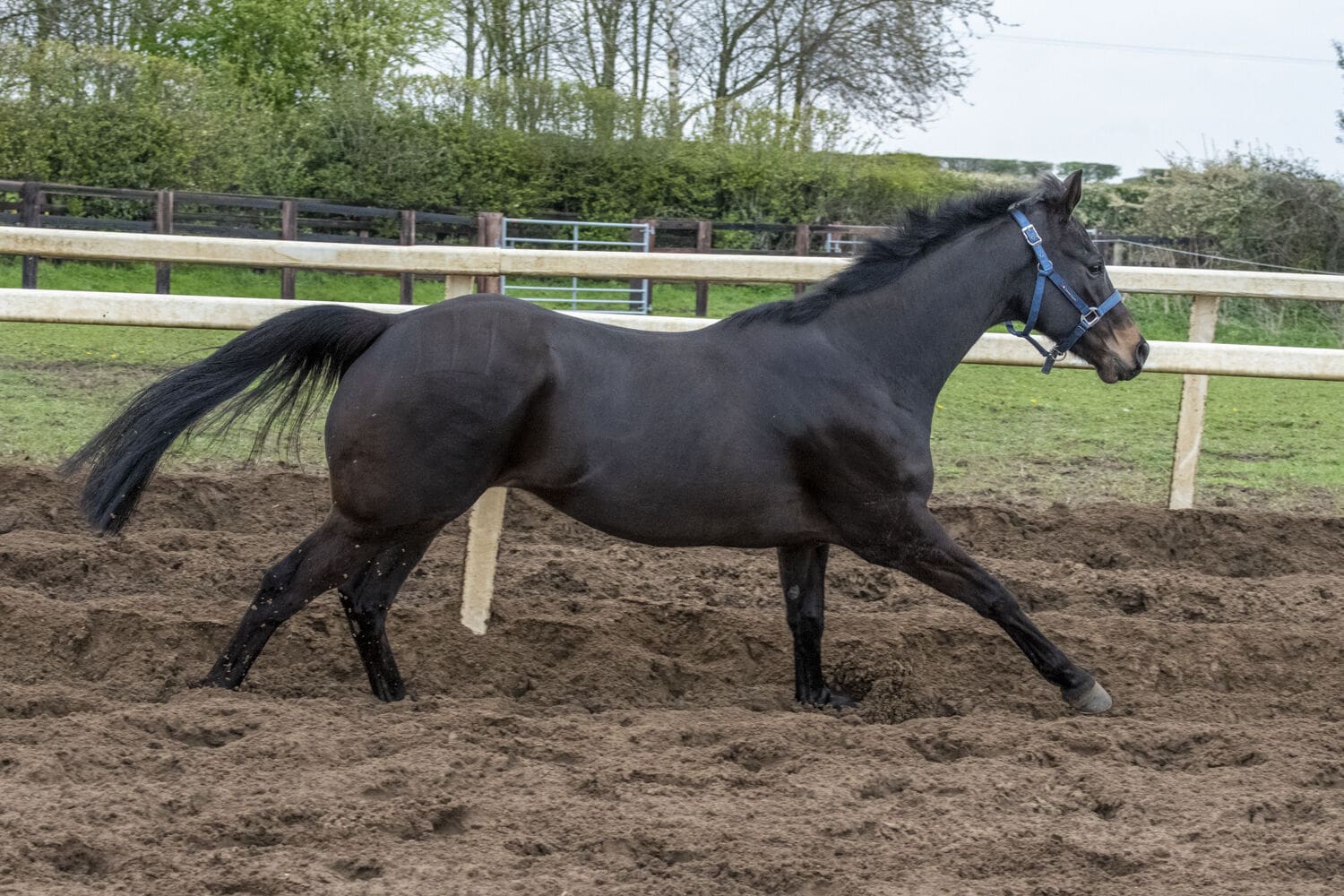 Ruth Carr Racing Club Open Morning - 15th April 2023 - Ruth Carr Racing