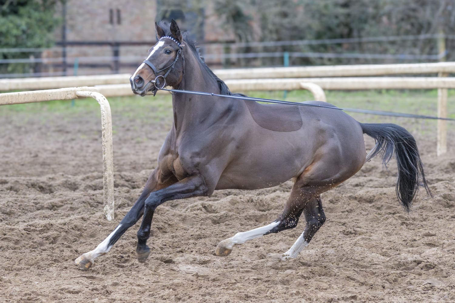 Galleries Archive - Ruth Carr Racing