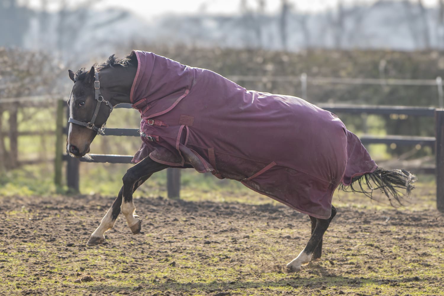 Galleries Archive - Ruth Carr Racing