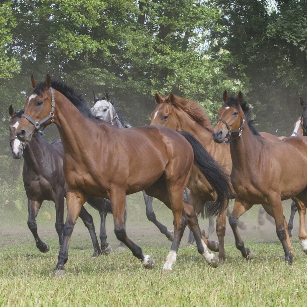 Home - Ruth Carr Racing