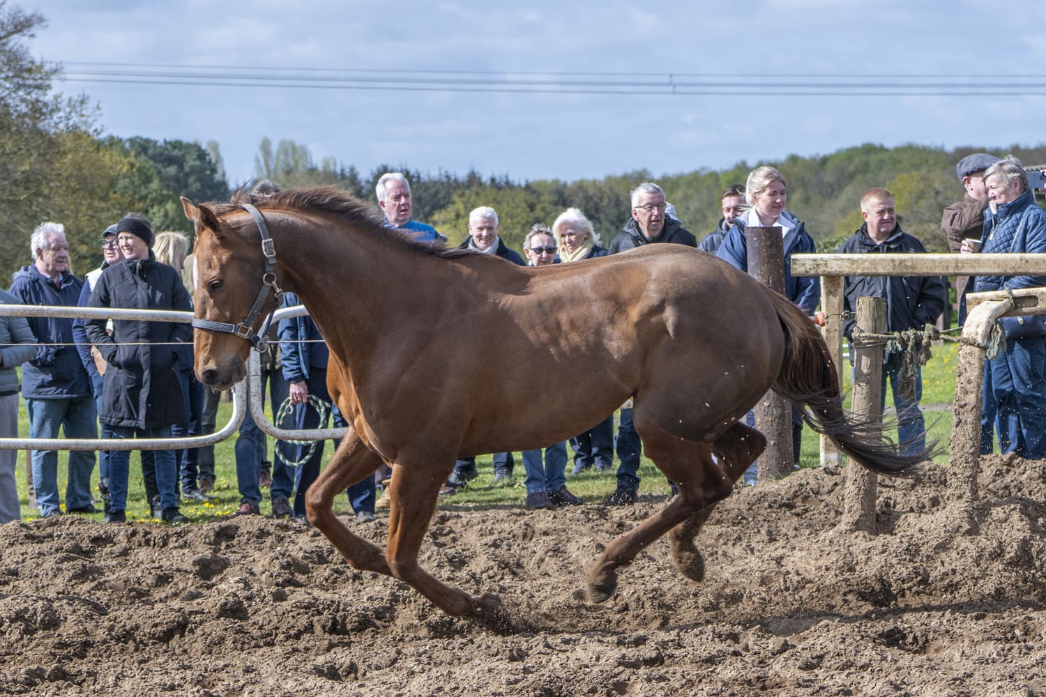 Galleries Archive - Ruth Carr Racing