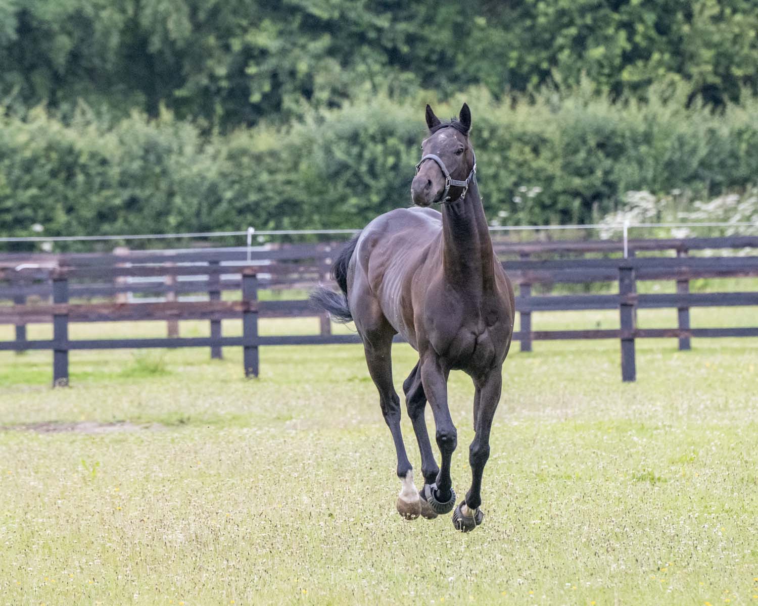 Busy Saturday Morning - 22nd June 2024 - Ruth Carr Racing